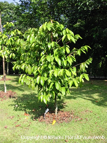 Eusideroxylon zwageri - National Parks Board