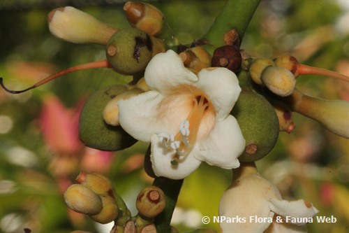 NParks | Utania racemosa