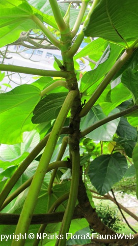 NParks | Ficus auriculata
