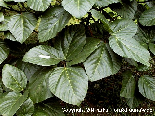 NParks | Ficus auriculata