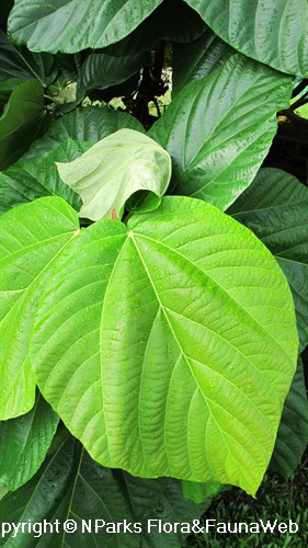 NParks | Ficus auriculata