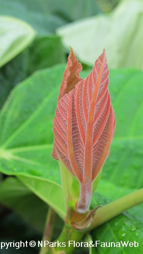 NParks | Ficus auriculata