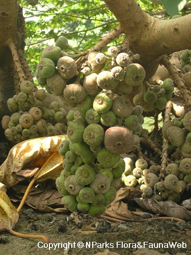NParks | Ficus auriculata