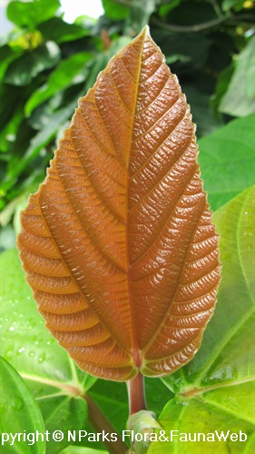 NParks | Ficus auriculata
