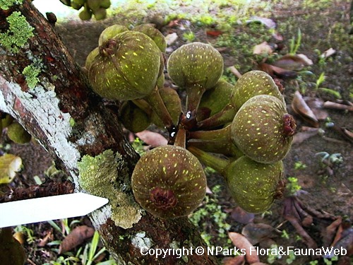 NParks | Ficus auriculata