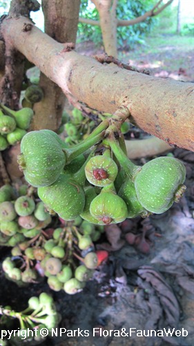 NParks | Ficus auriculata