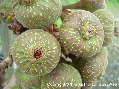 NParks | Ficus auriculata