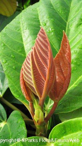 NParks | Ficus auriculata