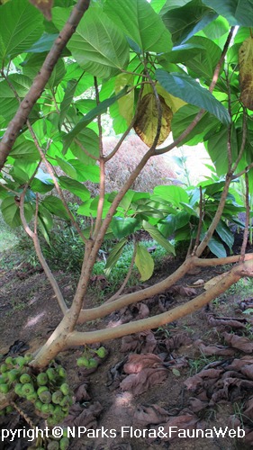 NParks | Ficus auriculata