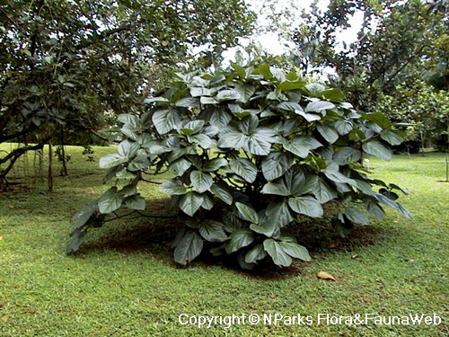 NParks | Ficus auriculata