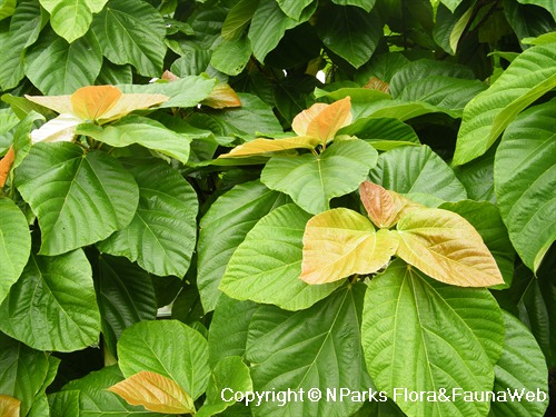 NParks | Ficus auriculata