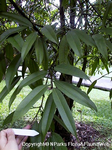 NParks | Ficus benghalensis (Yellow Variegated Leaf)
