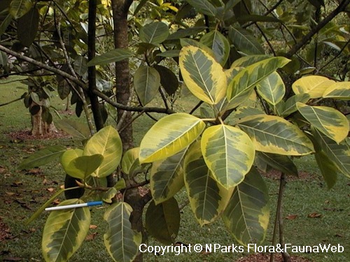 NParks | Ficus benghalensis (Yellow Variegated Leaf)