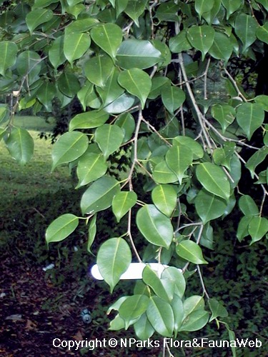 NParks | Ficus benjamina