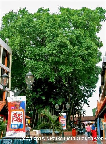 NParks | Ficus benjamina