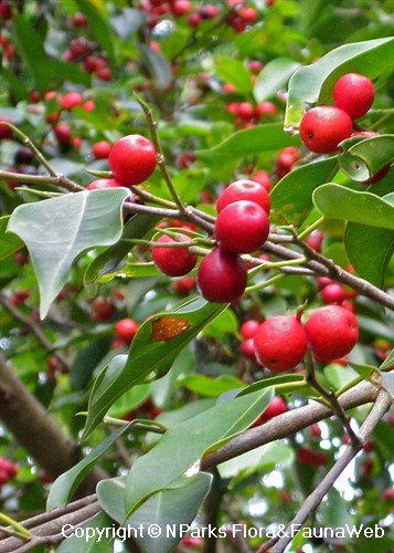 NParks | Ficus benjamina