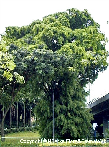 NParks | Ficus benjamina