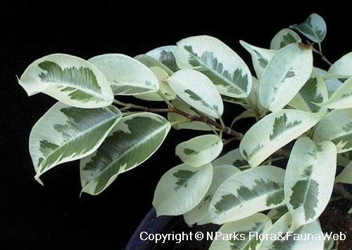 NParks | Ficus benjamina 'Variegated White'