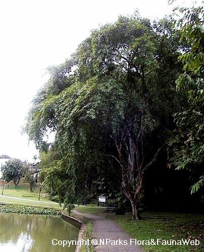 NParks | Ficus celebensis