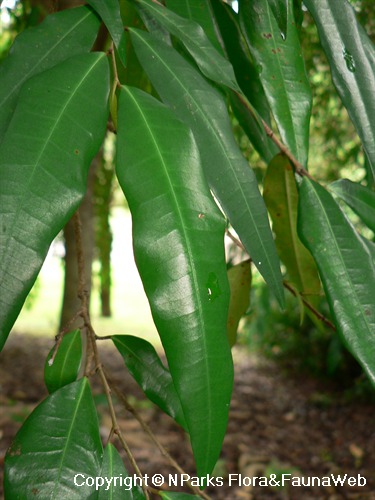 NParks | Ficus celebensis