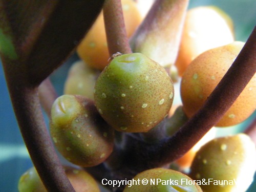 NParks | Ficus destruens