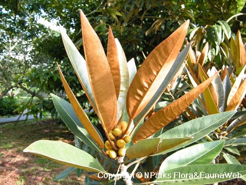 NParks | Ficus destruens