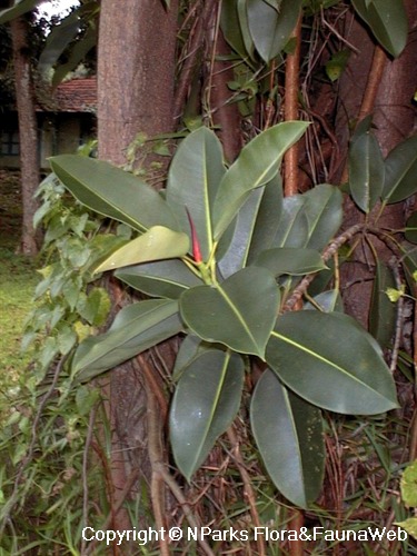 NParks | Ficus elastica