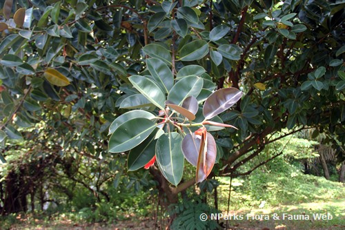 NParks | Ficus elastica
