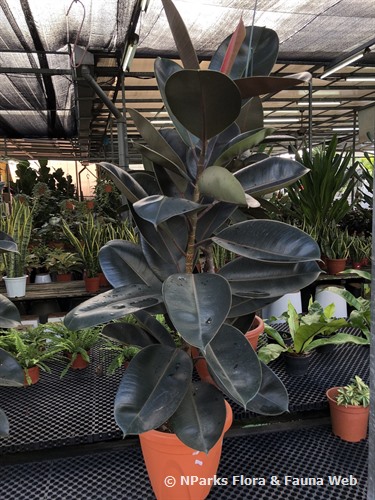 NParks | Ficus elastica 'Black Burgundy'