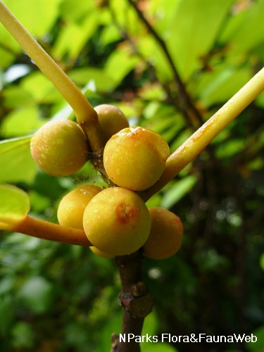 NParks | Ficus grossularioides