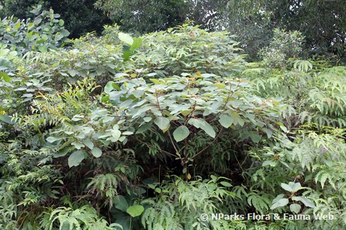 NParks | Ficus grossularioides