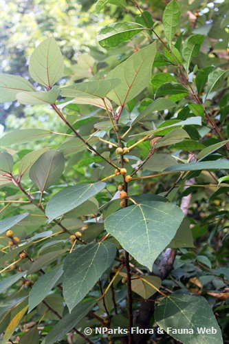 NParks | Ficus grossularioides