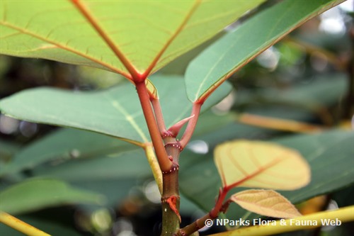 NParks | Ficus grossularioides