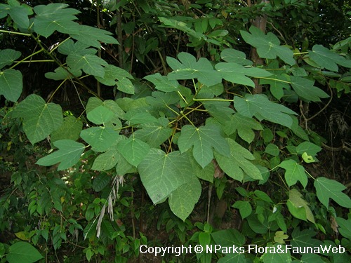 NParks | Ficus grossularioides