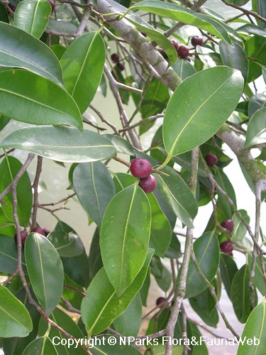 Ficus kurzii - National Parks Board