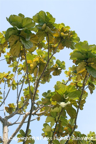NParks | Ficus lyrata