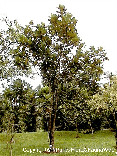 NParks | Ficus lyrata