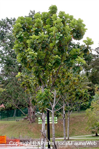 NParks | Ficus lyrata
