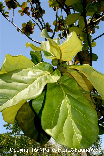 NParks | Ficus lyrata