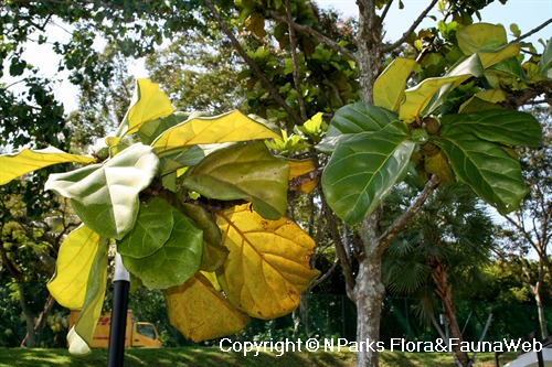 NParks | Ficus lyrata