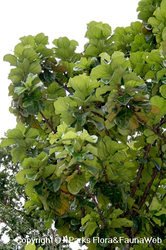 NParks | Ficus lyrata