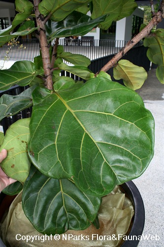 NParks | Ficus lyrata
