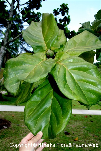 Ficus Lyrata Leaf