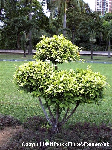 NParks | Ficus microcarpa 'Golden'