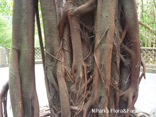 NParks | Ficus superba