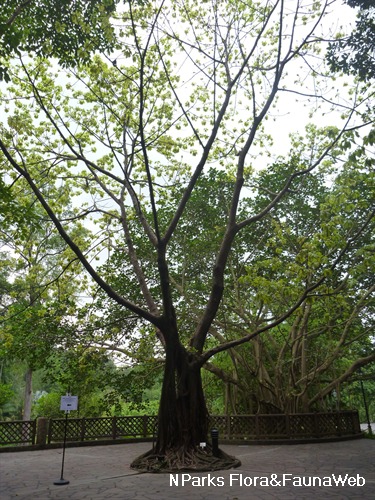 NParks | Ficus superba