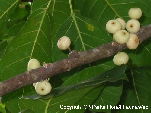 NParks | Ficus superba