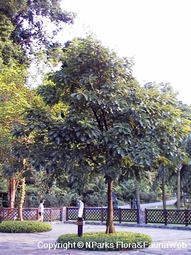 NParks | Ficus superba