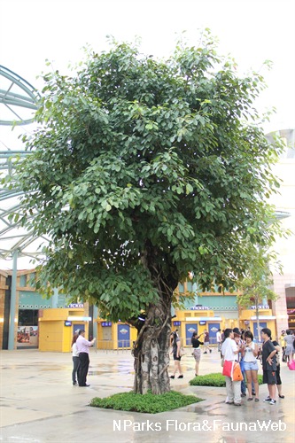 NParks | Ficus superba