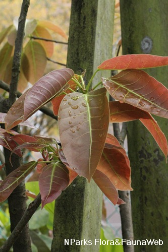 NParks | Ficus superba